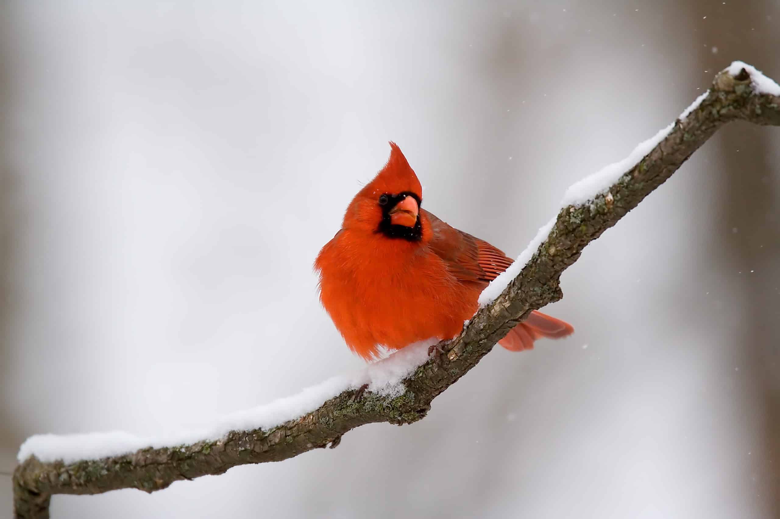 Brushes and Beaks at the Kellogg Bird Sanctuary – NowKalamazoo