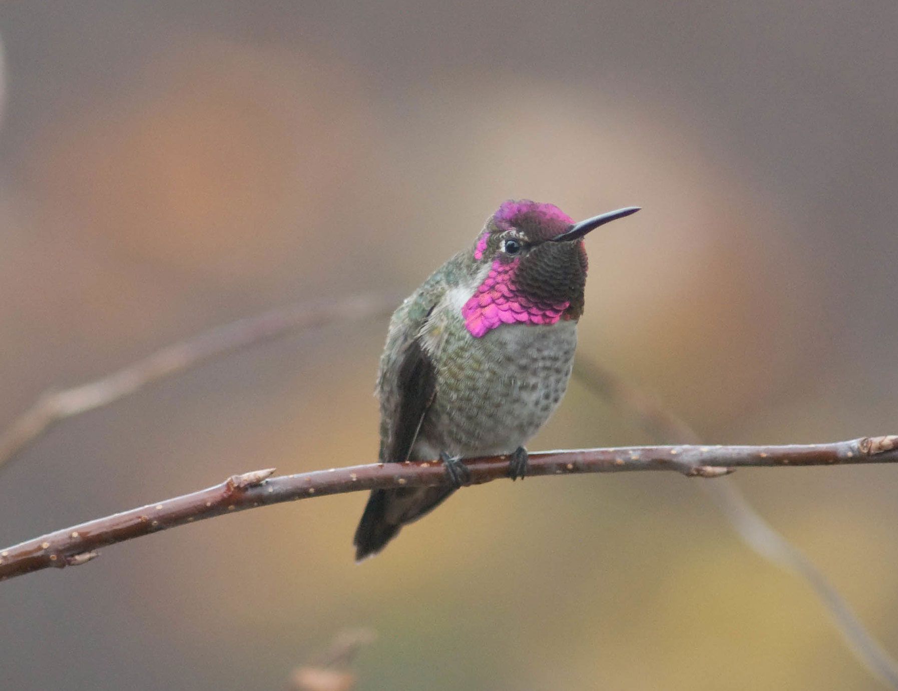 Birds and Coffee Online Chat: Rare Birds seen in Michigan – NowKalamazoo